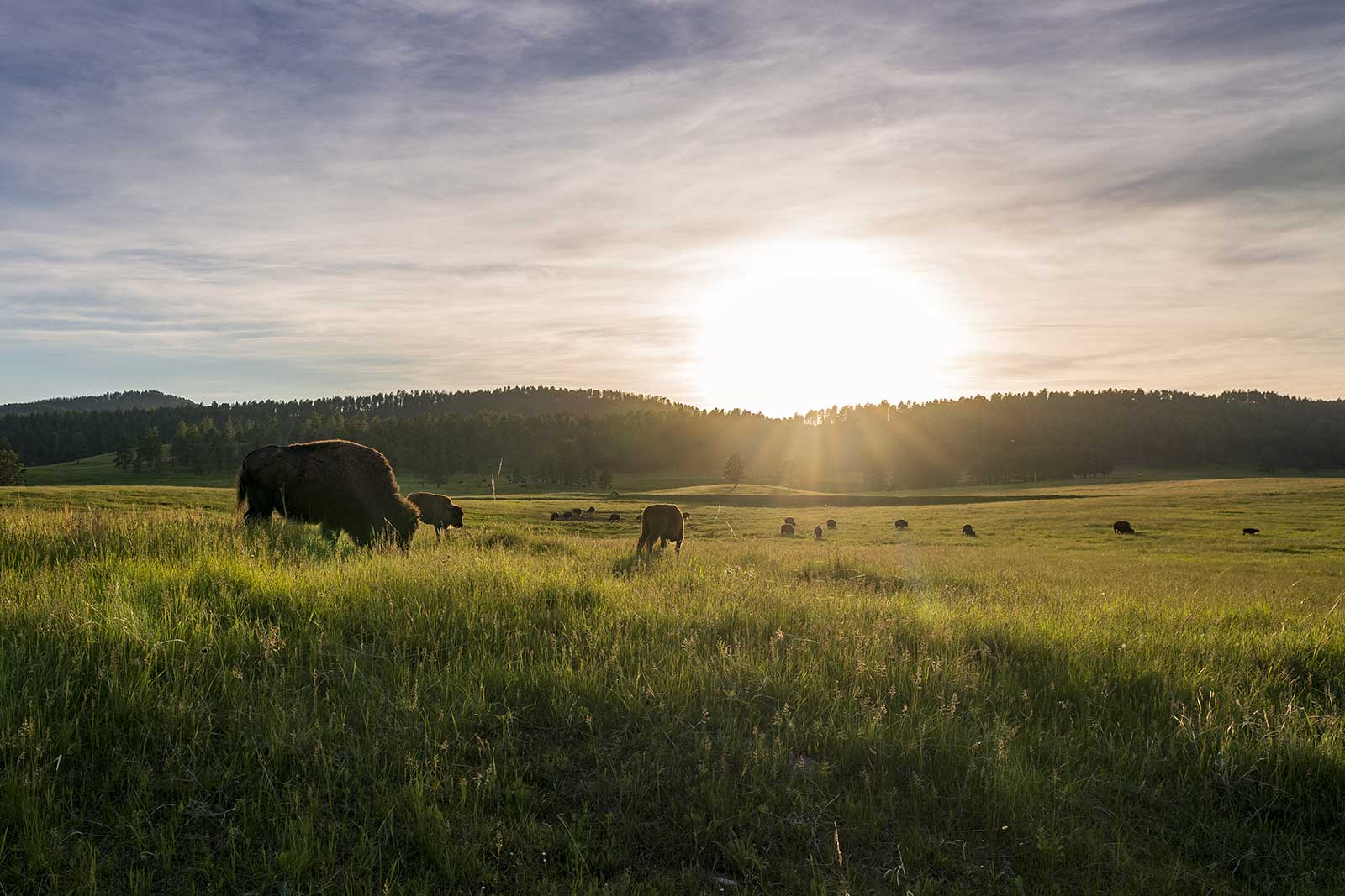 Reintroducing Bison to Minnesota Prairies - WSB