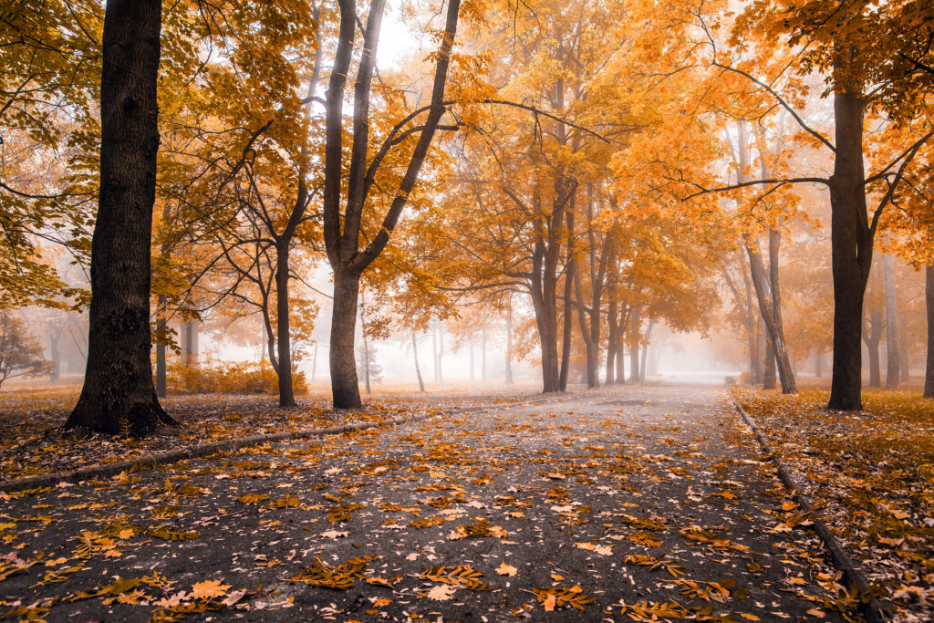 When the Leaves Fall: Proactive Leaf Management Tips for Communities